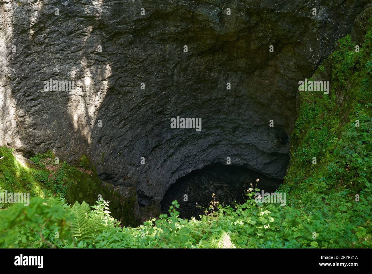 A natural cenote, a sinkhole, vertical cave in the middle of the forest ...