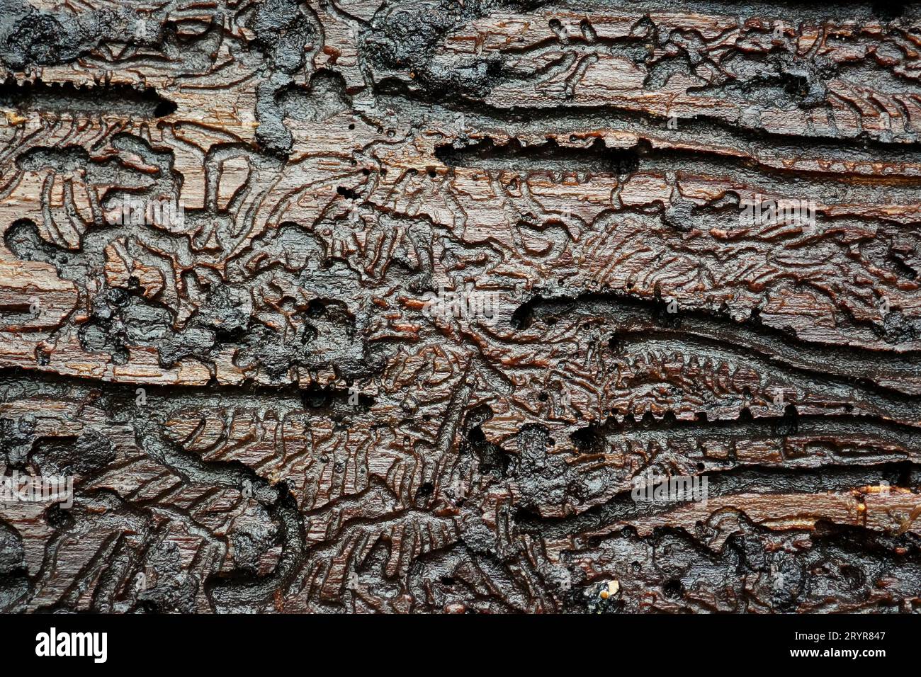 Insects intricate patterns hi-res stock photography and images - Alamy