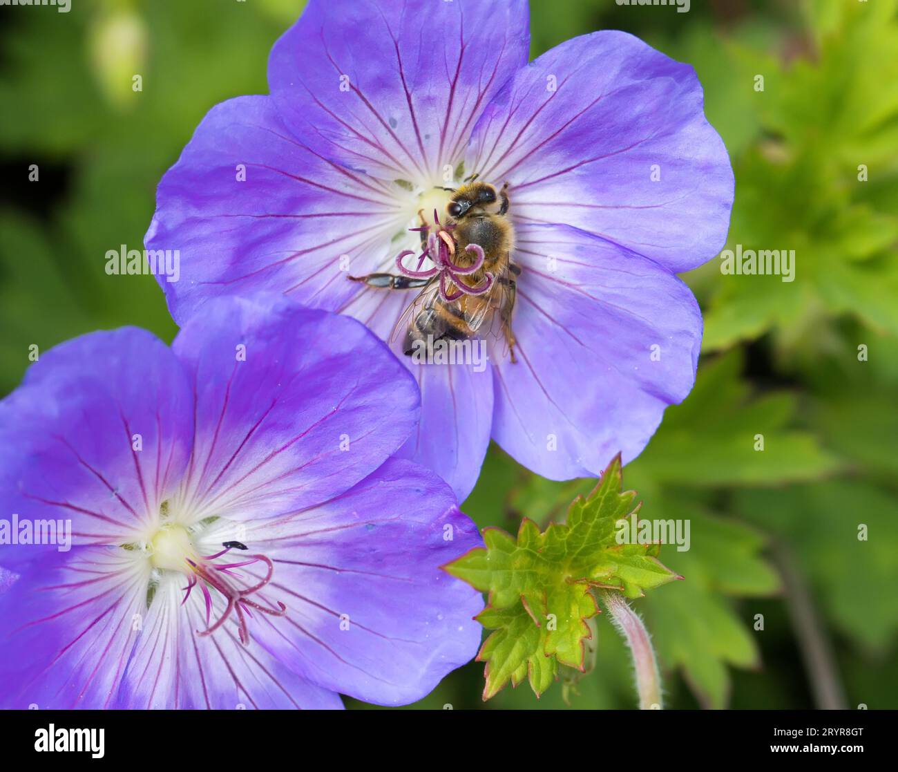 Geranium pratense and bee hi-res stock photography and images - Alamy
