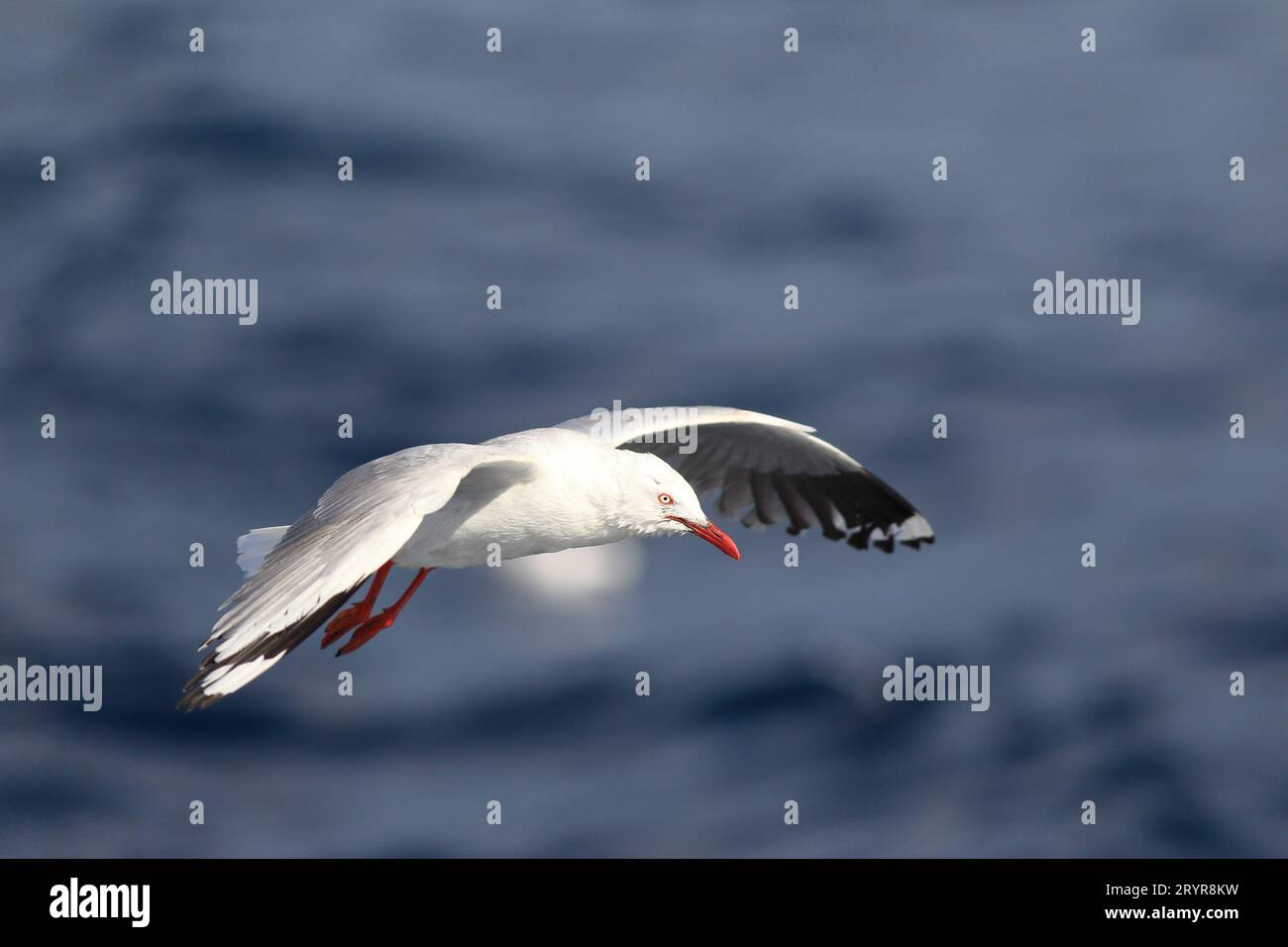The silver gull (Chroicocephalus novaehollandiae) is the most common ...