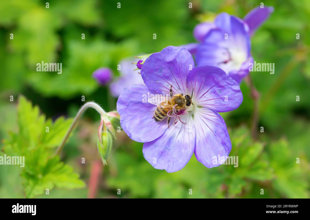 Geranium pratense bee hi-res stock photography and images - Alamy
