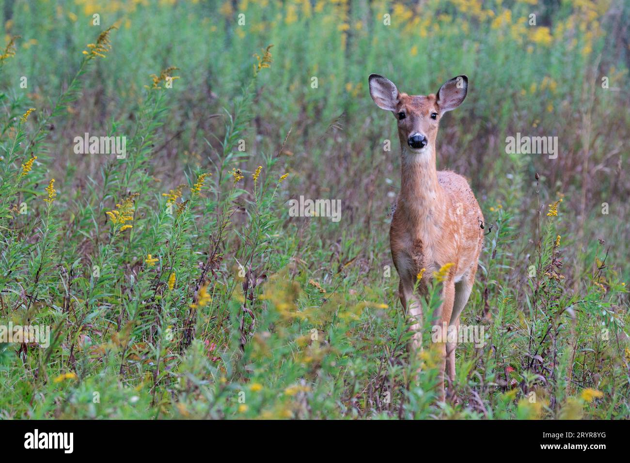 Button buck hi-res stock photography and images - Alamy