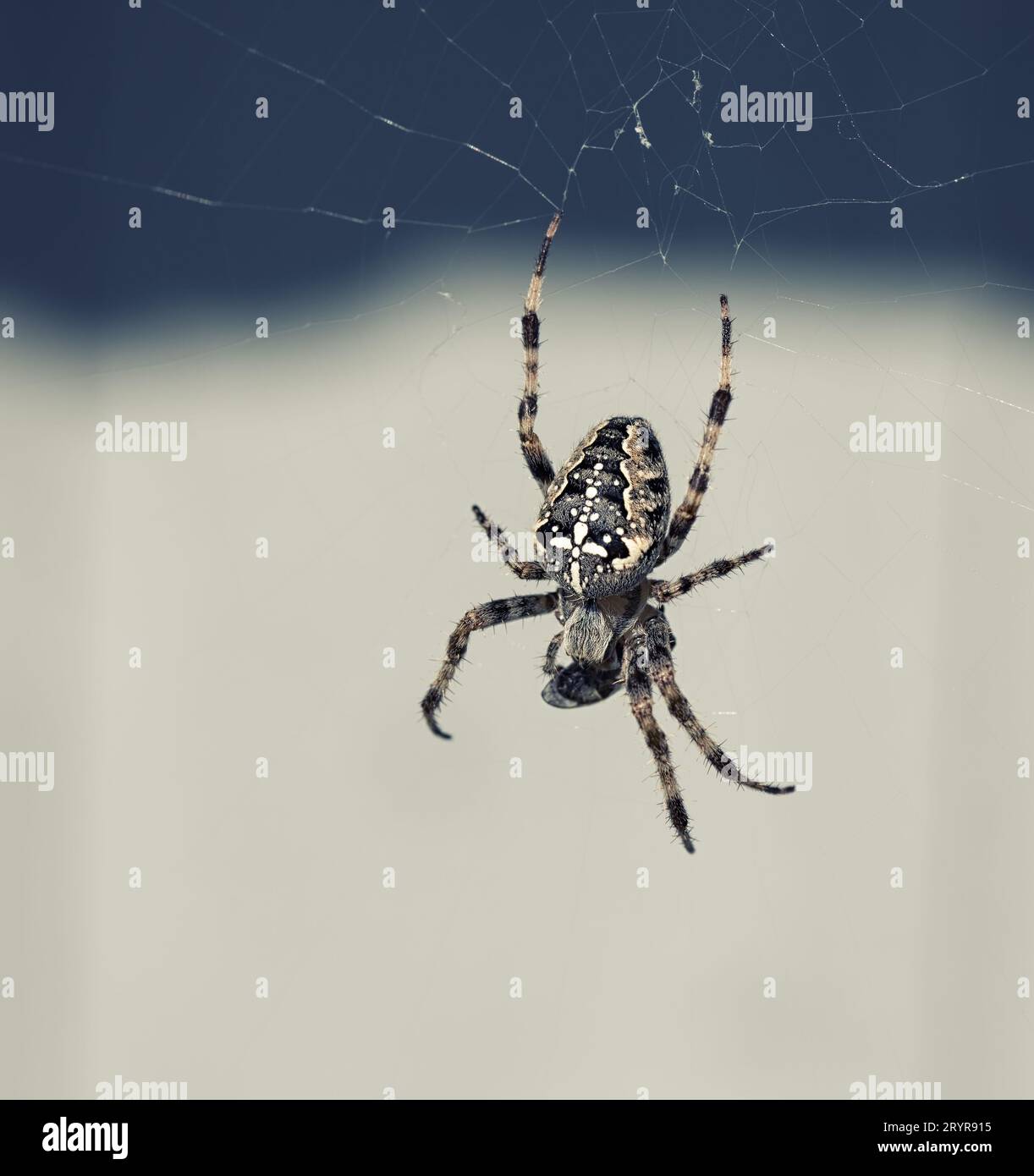 European Garden Spider with prey in spider web Stock Photo - Alamy