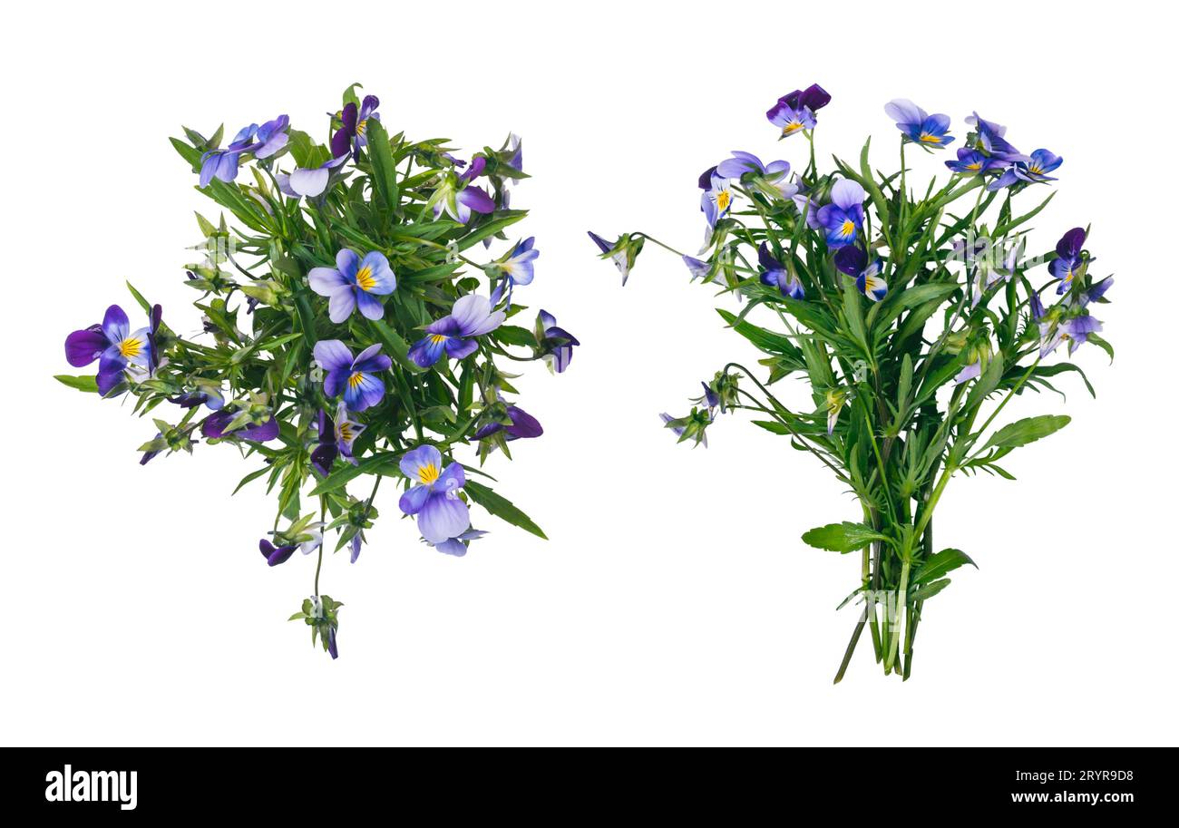 Violet blue green flower petals hi-res stock photography and images - Alamy