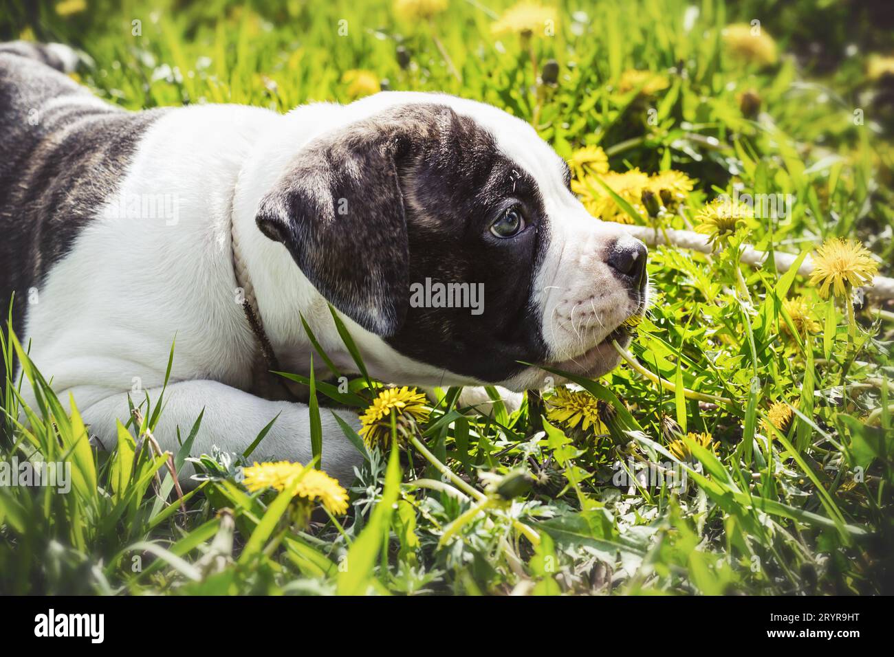 American animal park hi-res stock photography and images - Alamy