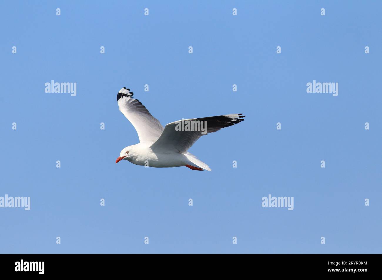The silver gull (Chroicocephalus novaehollandiae) is the most common ...