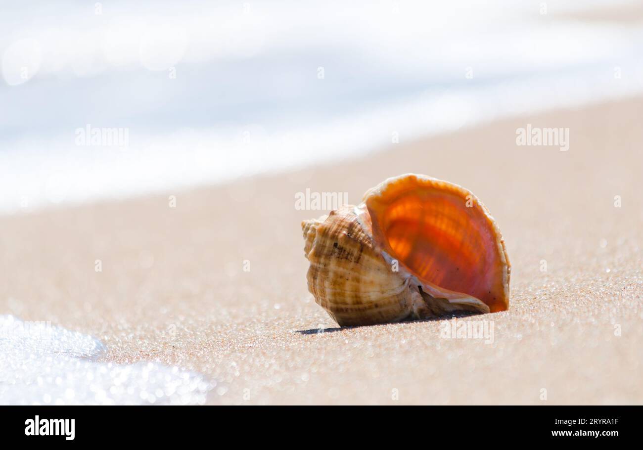 Seashell closeup hi-res stock photography and images - Alamy