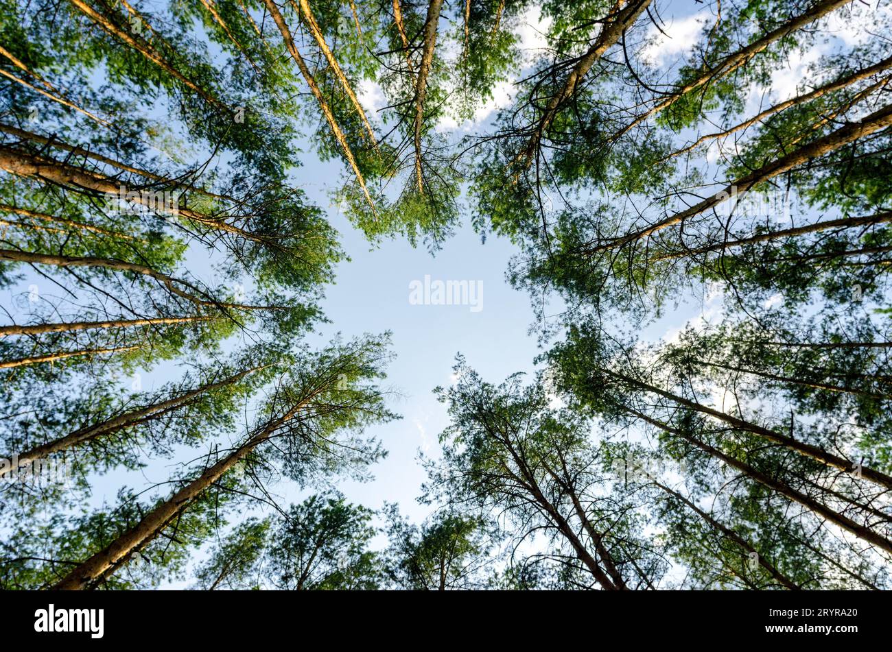 View tall trees green leaves hi-res stock photography and images - Alamy