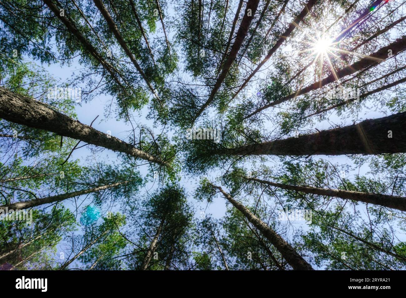 Sky view with trees hi-res stock photography and images - Alamy