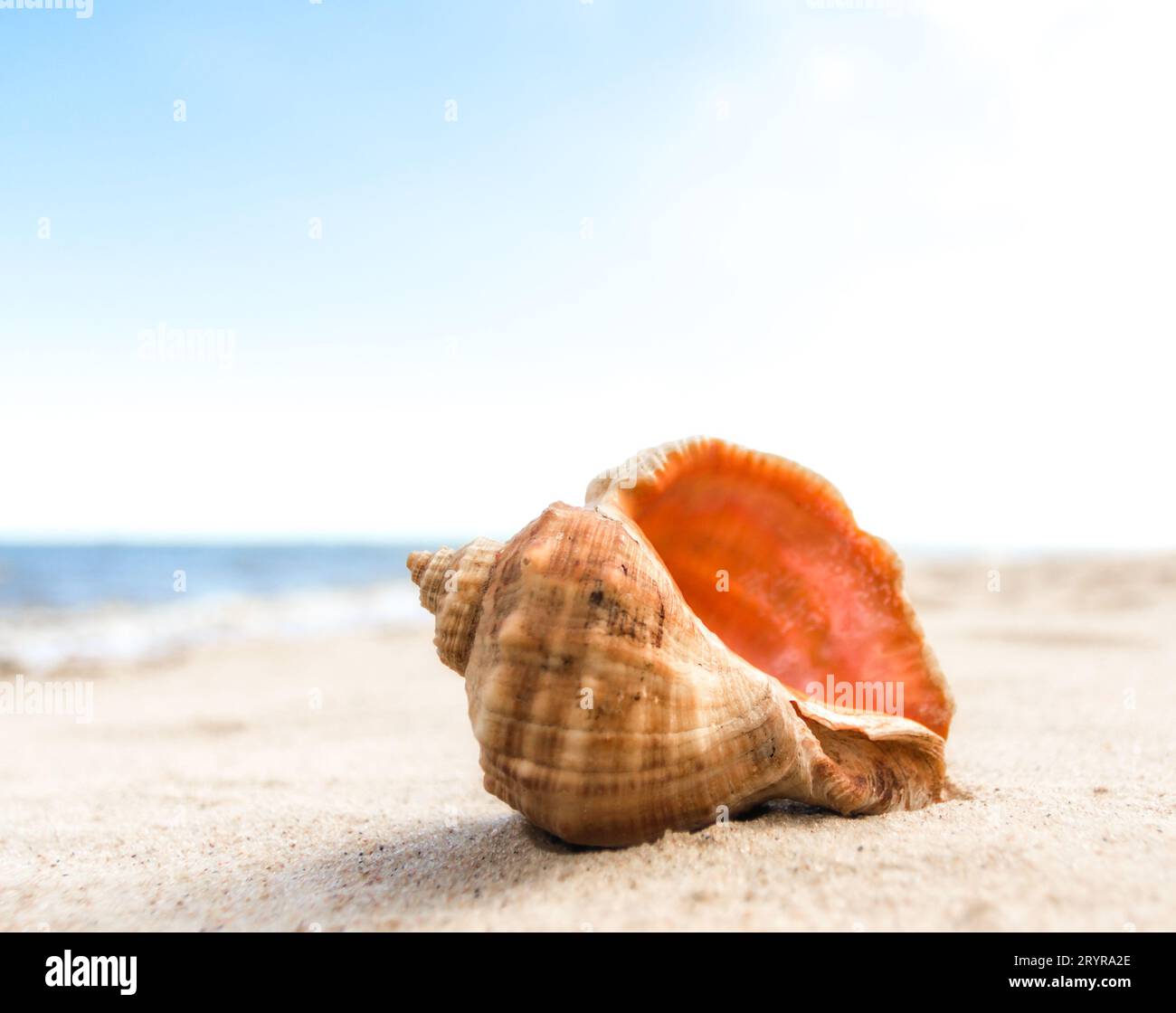 Seashell in the sand at the beach hi-res stock photography and images ...