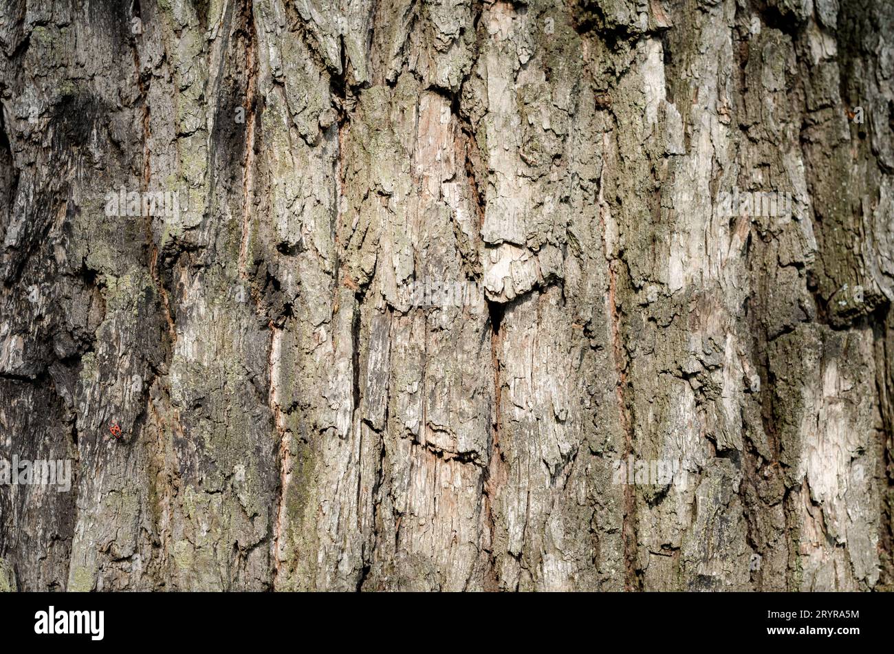 Tree trunk up close hi-res stock photography and images - Alamy