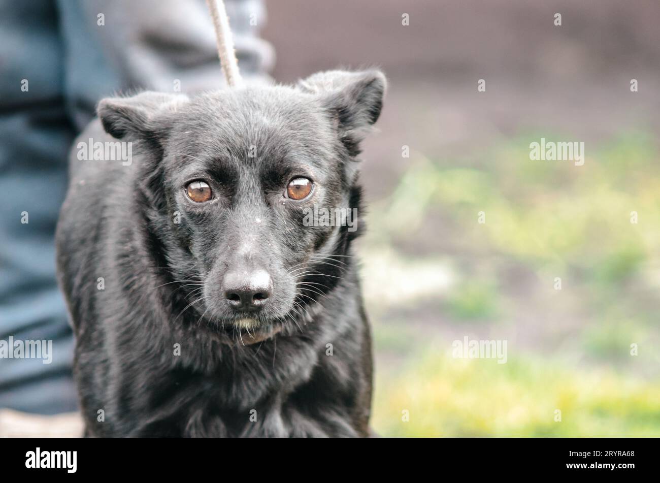 Black mongrel dog on a leash Stock Photo - Alamy