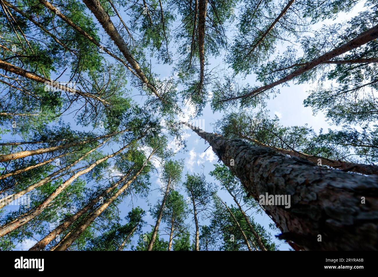 Bottom view tall trees hi-res stock photography and images - Alamy