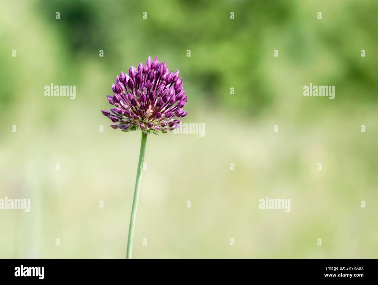 One blooming wildflower close up Stock Photo - Alamy