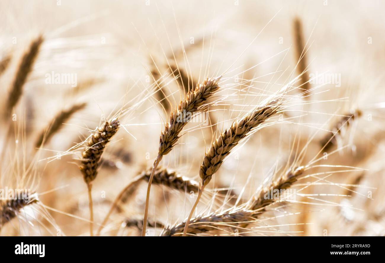 Wheat field spikelets wheat hi-res stock photography and images - Alamy