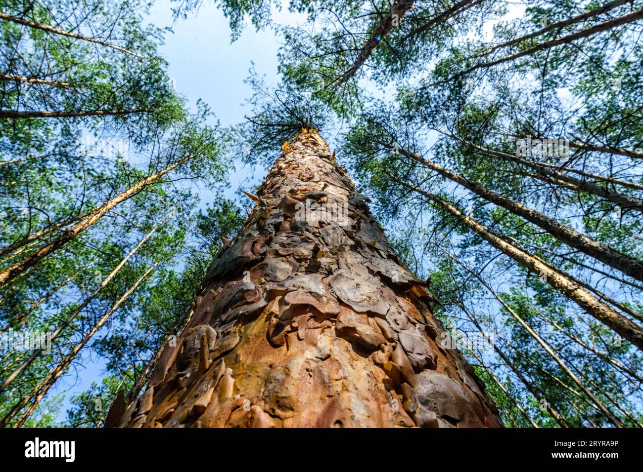 Bottom view tall trees hi-res stock photography and images - Alamy