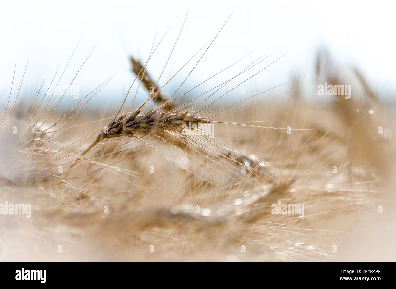 Wheat field spikelets wheat hi-res stock photography and images - Alamy