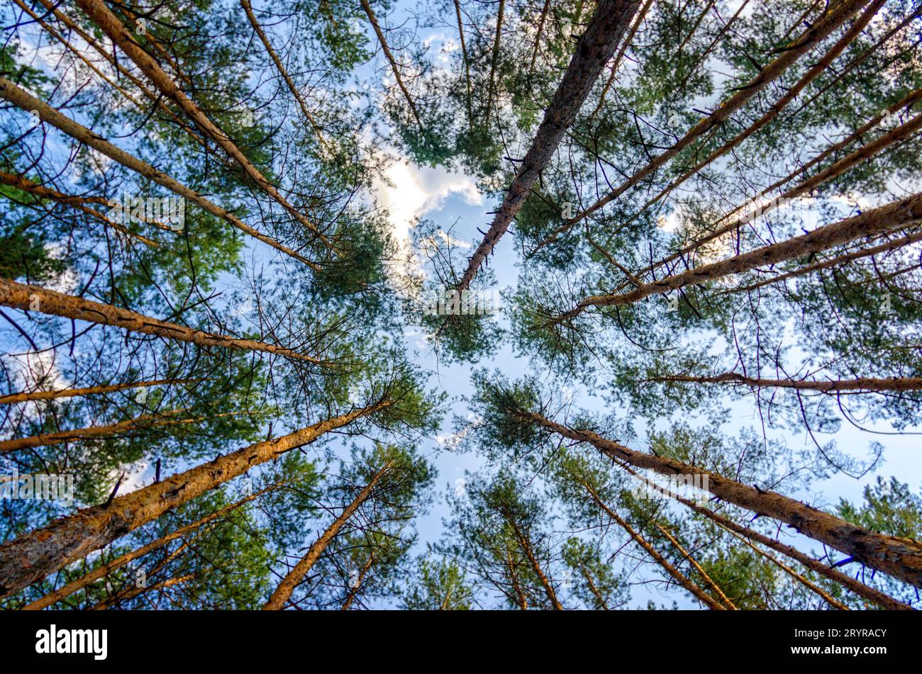 Bottom view of tall pine trees in the forest against the sky and clouds ...