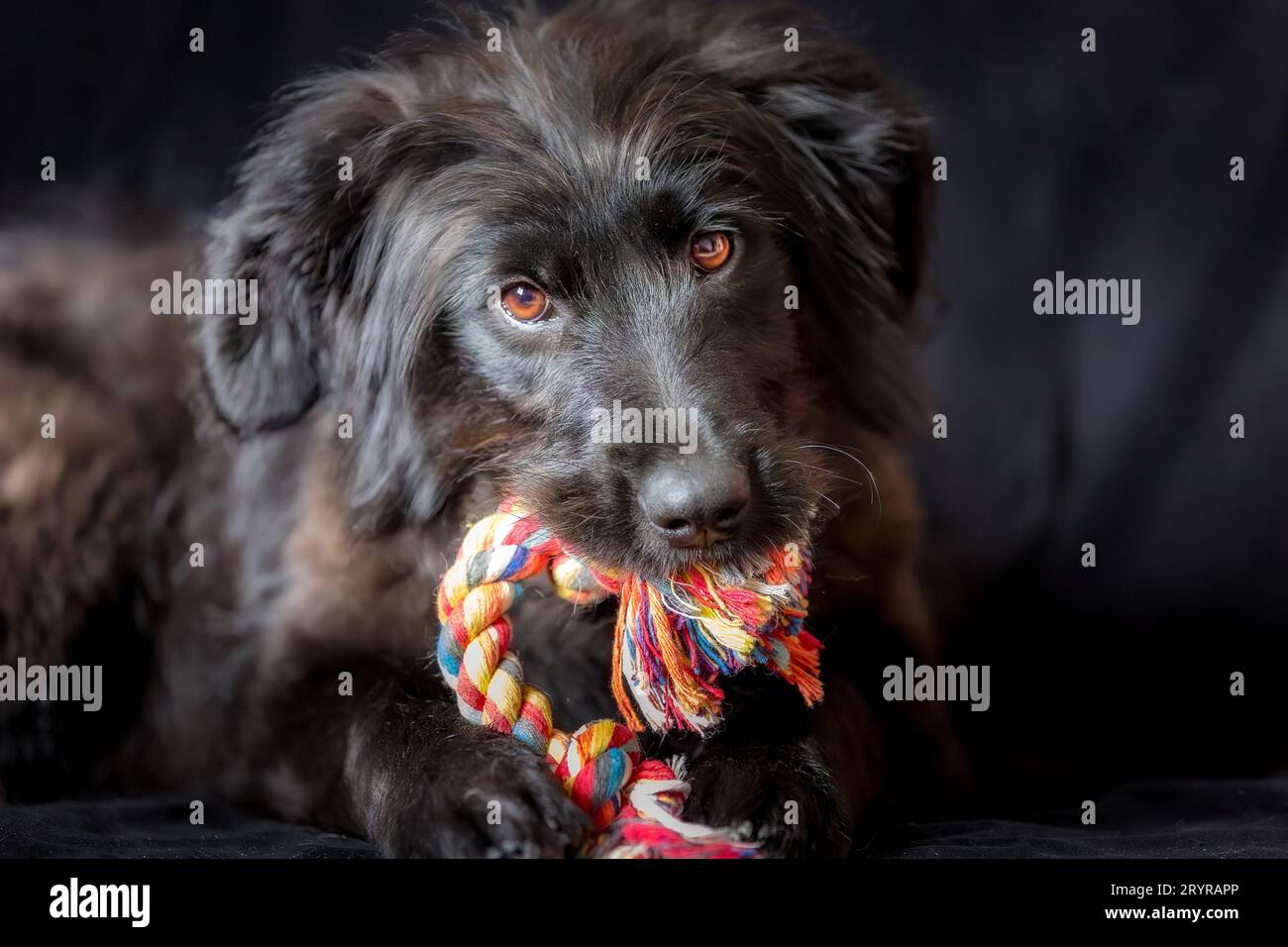 Black puppy looking bone animal bone hi-res stock photography and ...