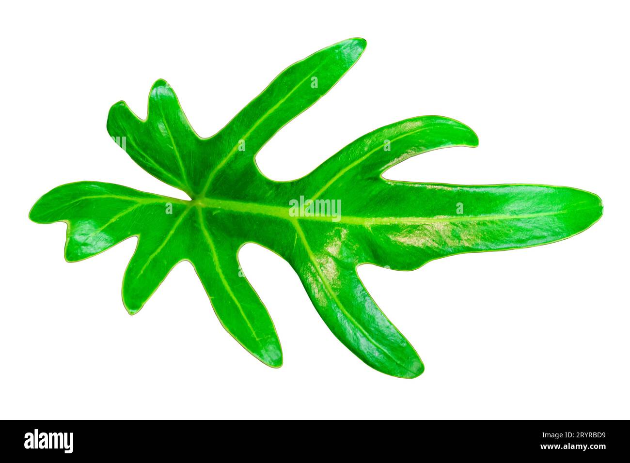 White leaf succulent hi-res stock photography and images - Alamy