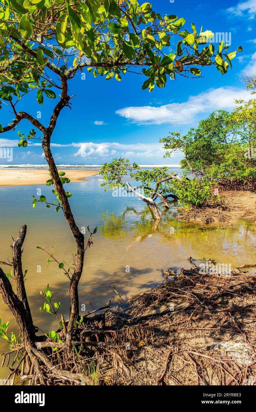 Mangrove vegetation on the beach sand Stock Photo - Alamy