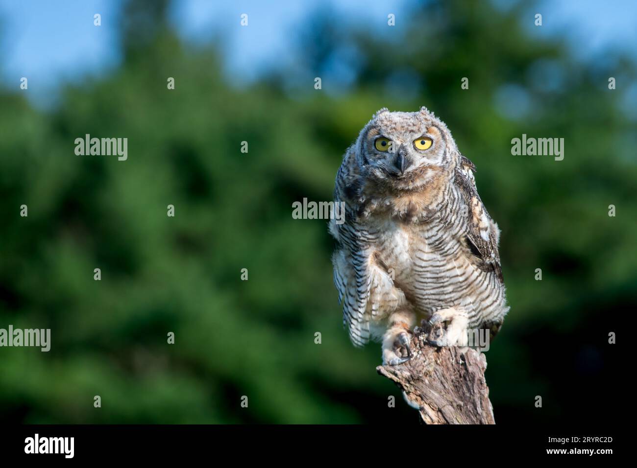 A beautiful owl perched atop a tall tree branch, looking out at the ...