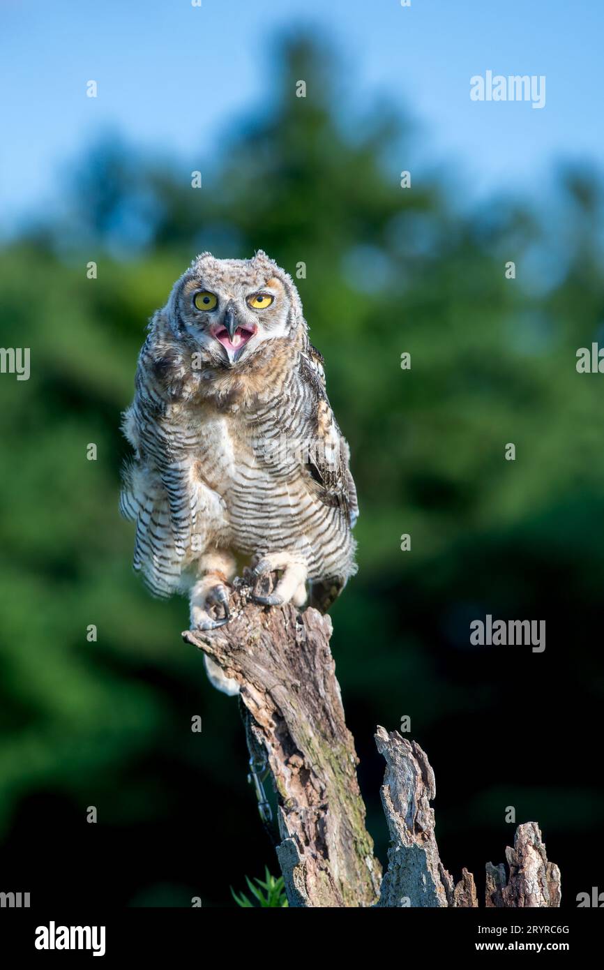 Owl with beak open hi-res stock photography and images - Alamy