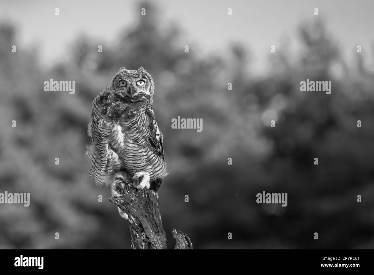 A striking black and white image of a majestic owl perched atop a tree ...