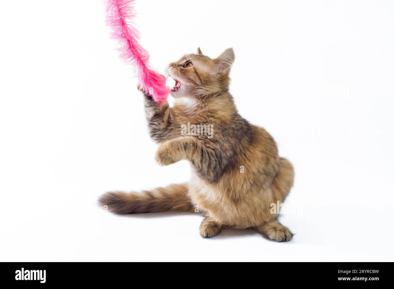Adult tabby cat playing hi-res stock photography and images - Alamy