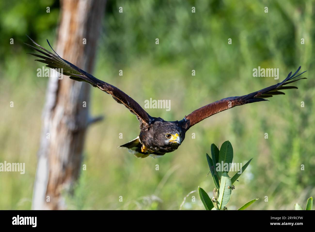 A warm-toned avian gliding through the sky with its wings spread wide ...