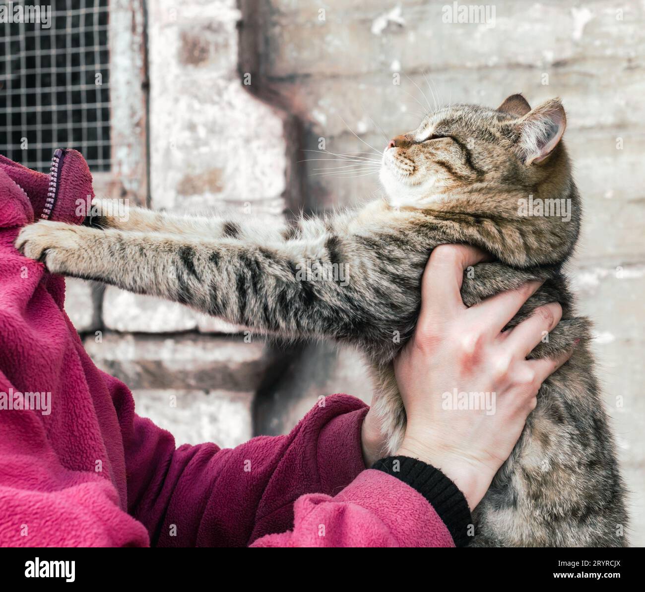 Parting tabby cat clawed at a woman in a pink fleece jacket Stock Photo ...