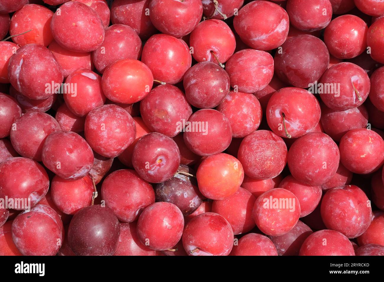 Plums. Texture background of fresh red plums in morning sunlight Stock ...