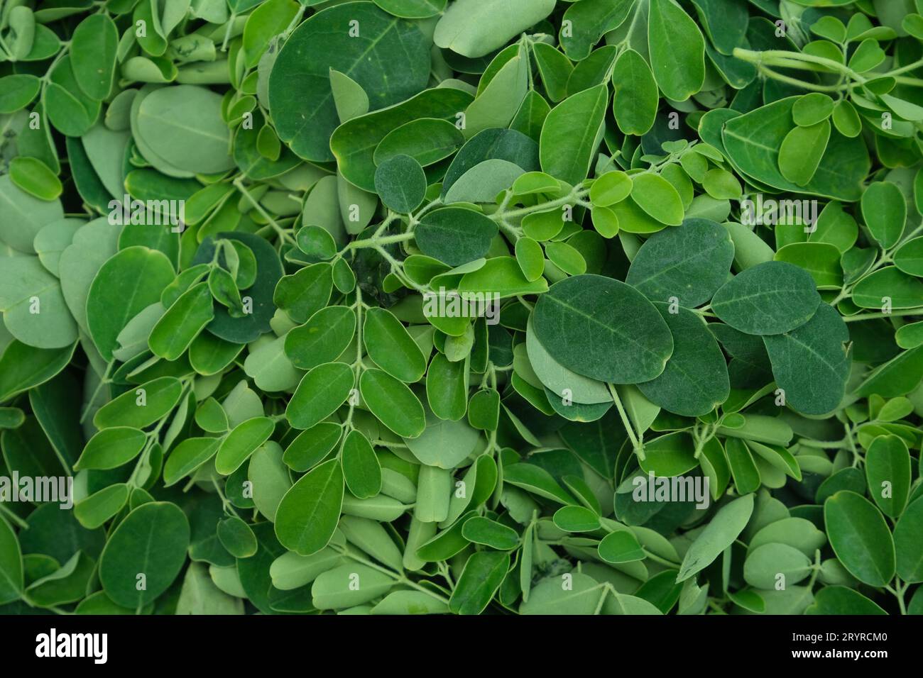 Moringa leaf hi-res stock photography and images - Alamy