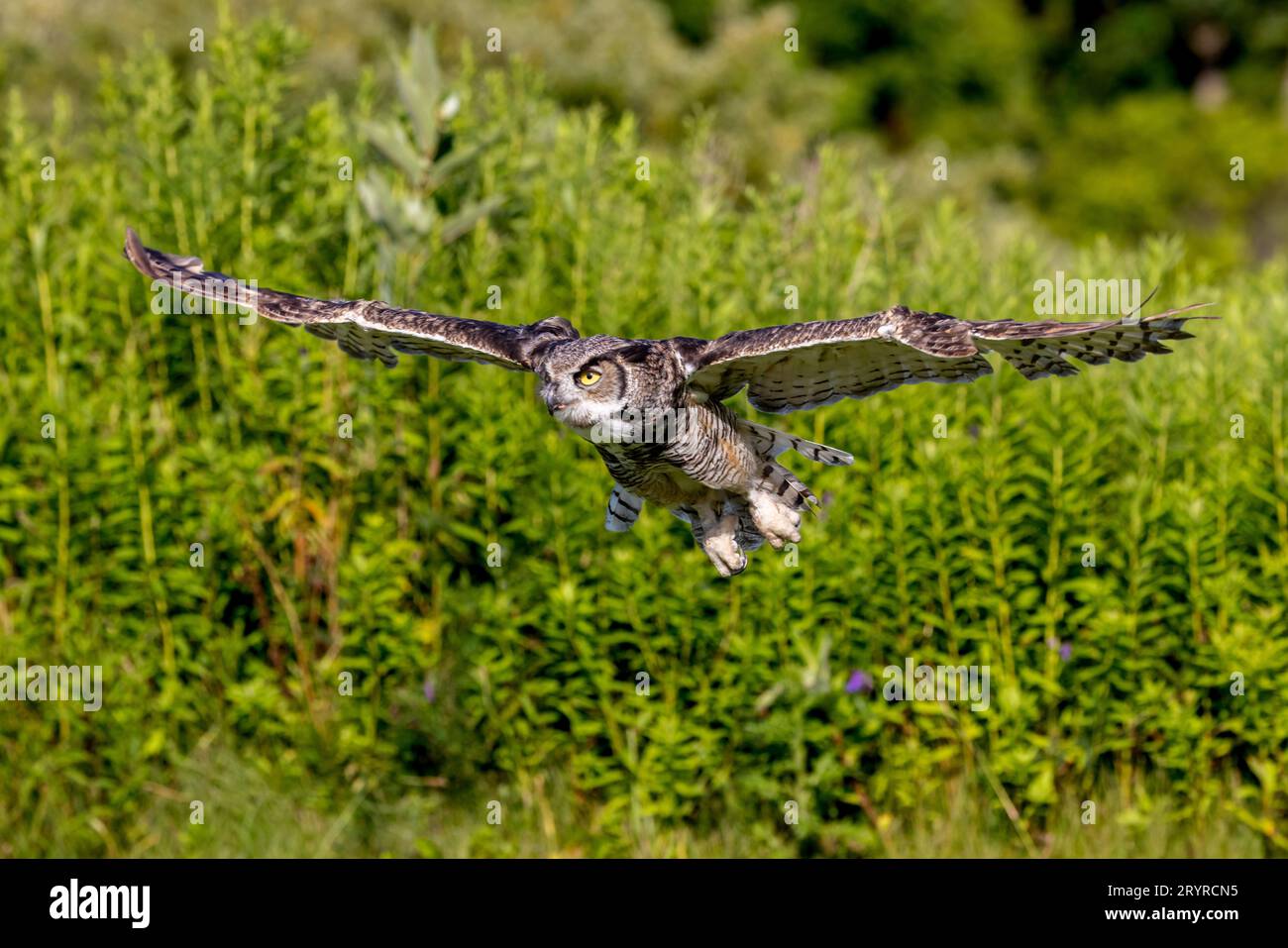 A majestic owl soars through a lush, emerald-green forest, its wings ...