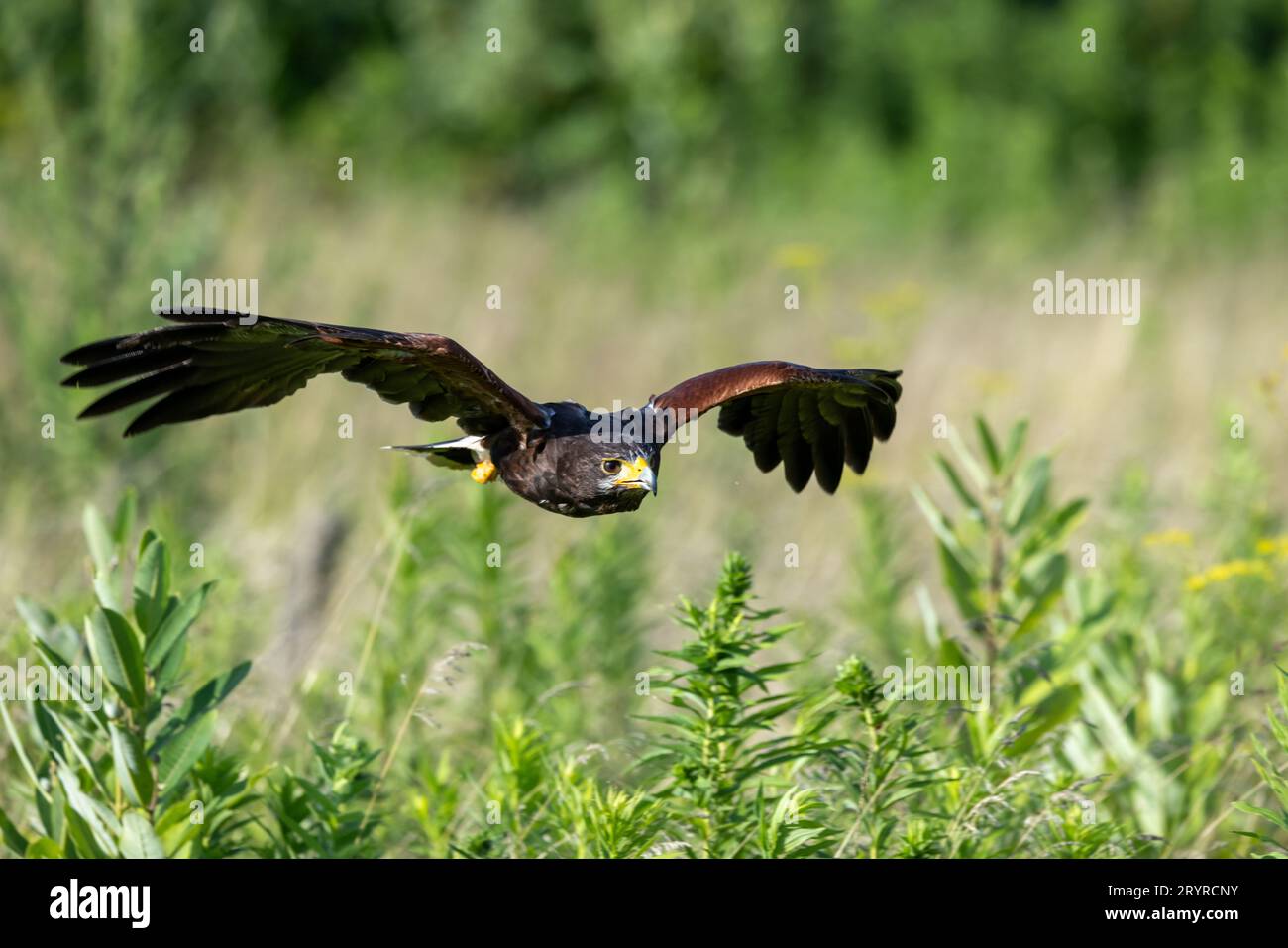 An aerial view of a soaring hawk flying over a vast expanse of tall ...