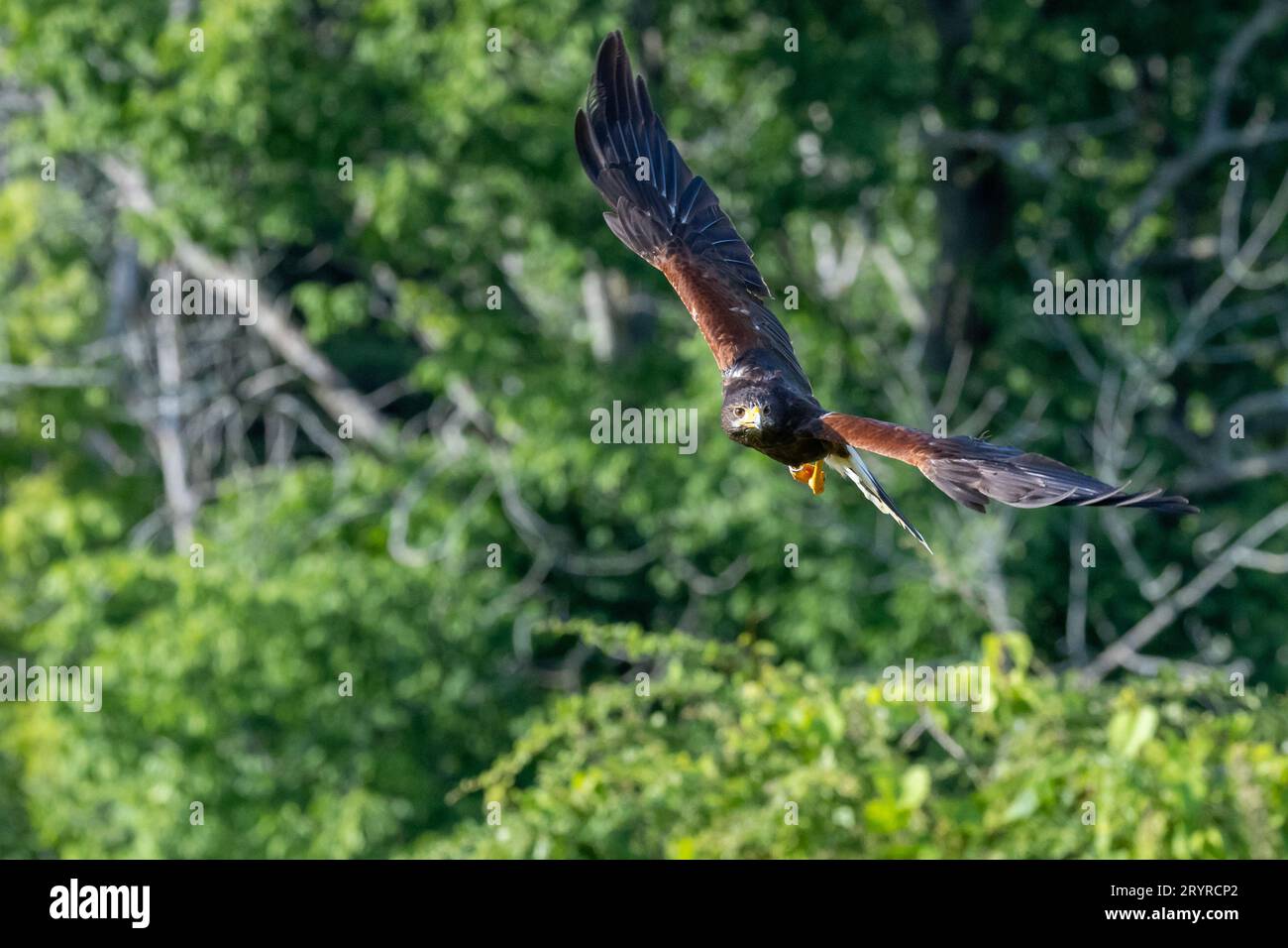 An image of a single bird soaring through the sky above a lush, sun ...