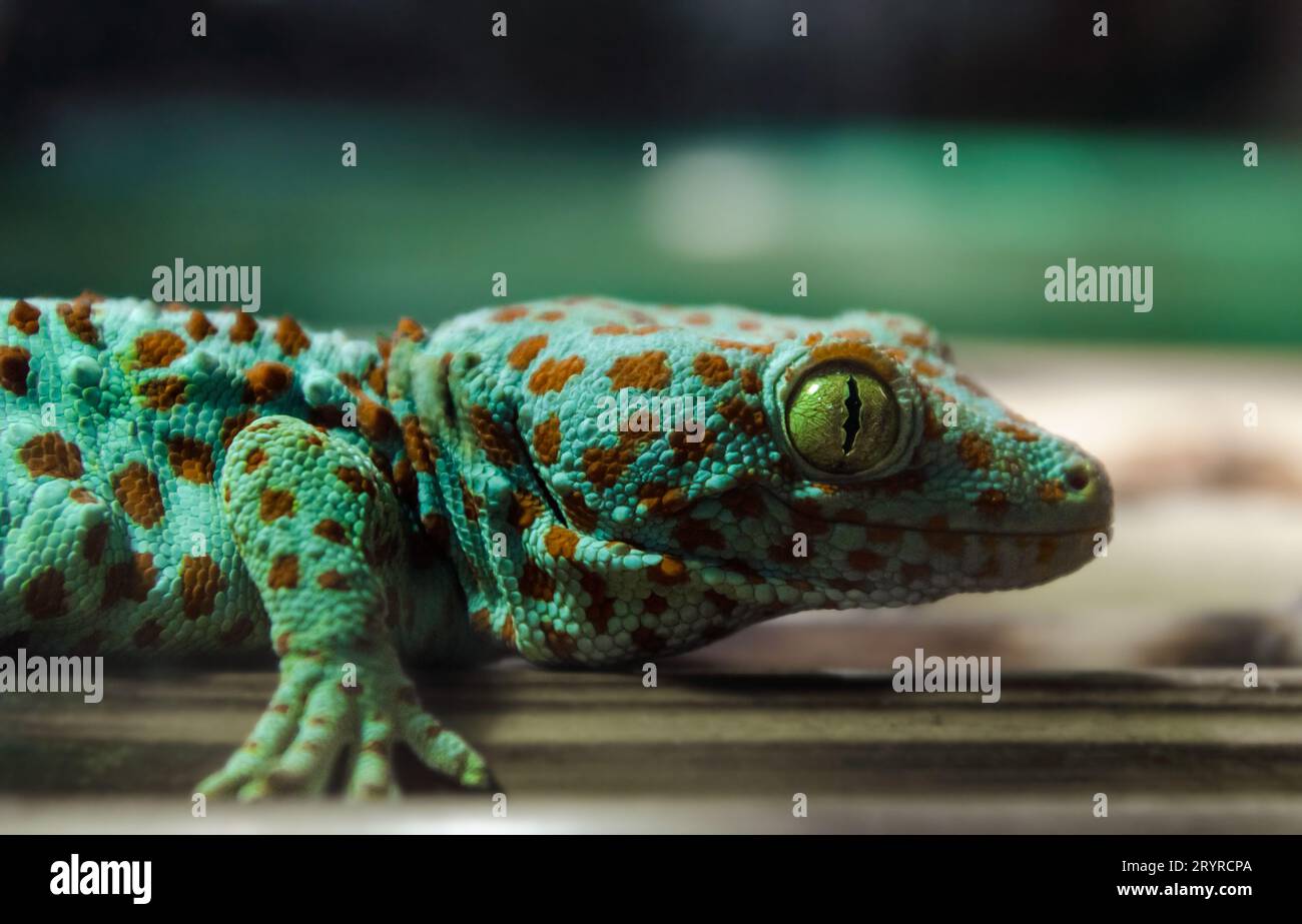 Bamboo warmth hi-res stock photography and images - Alamy