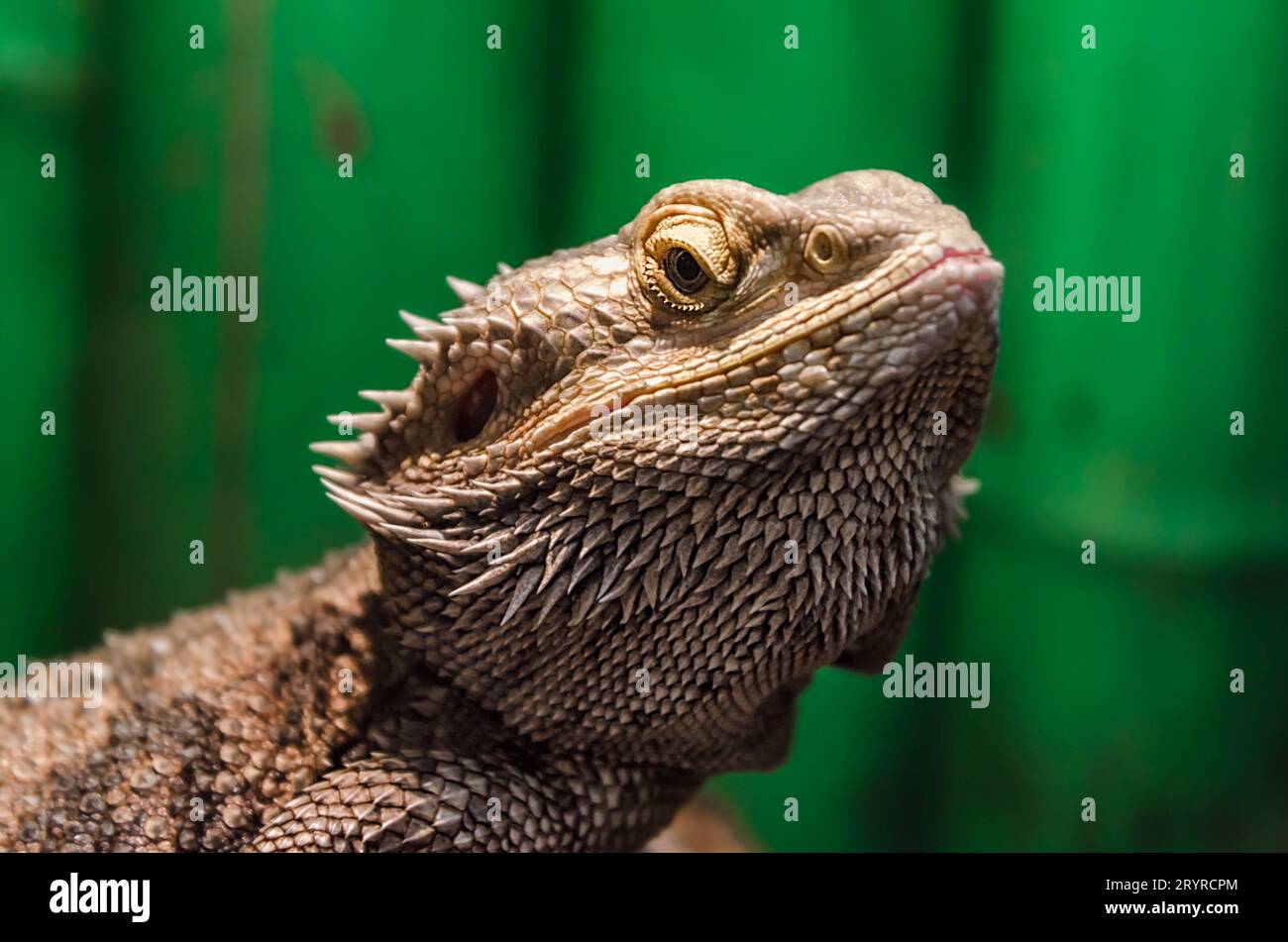 Close up lizard skin hi-res stock photography and images - Alamy