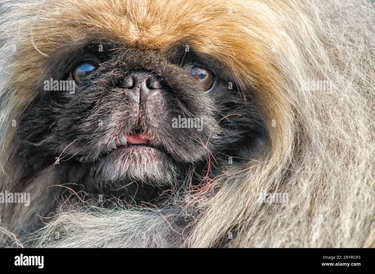 Dog teeth close up hi-res stock photography and images - Alamy