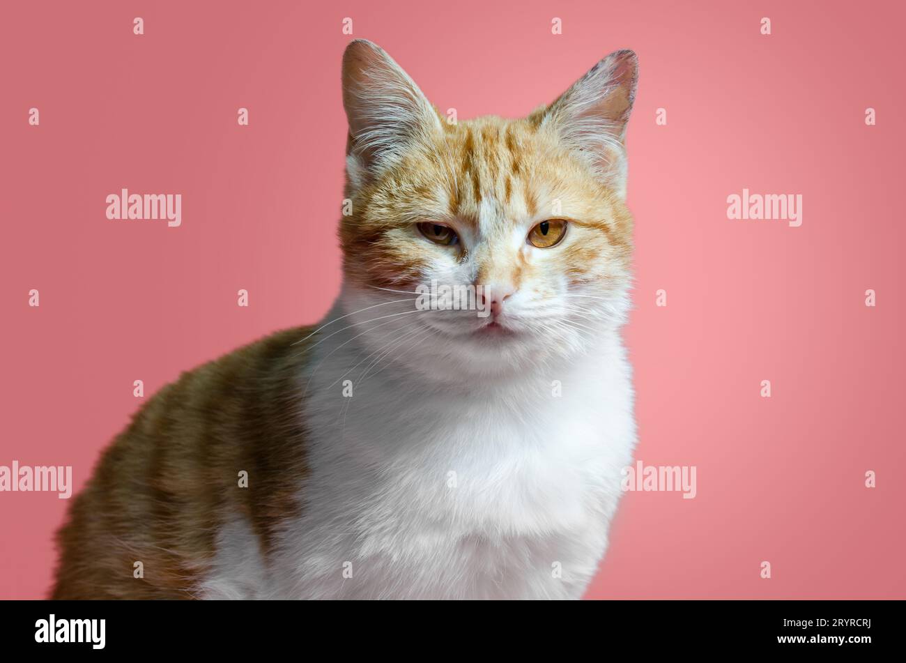 Sarcastic red and white cat sitting on a pink background Stock Photo ...