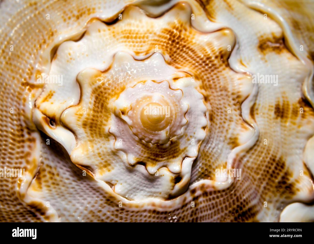 Close up shell spiral detail hi-res stock photography and images - Alamy