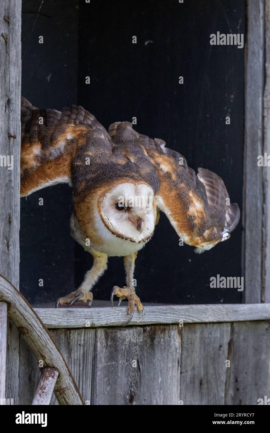 An adult barn owl perched on an aged window sill with its wings spread ...