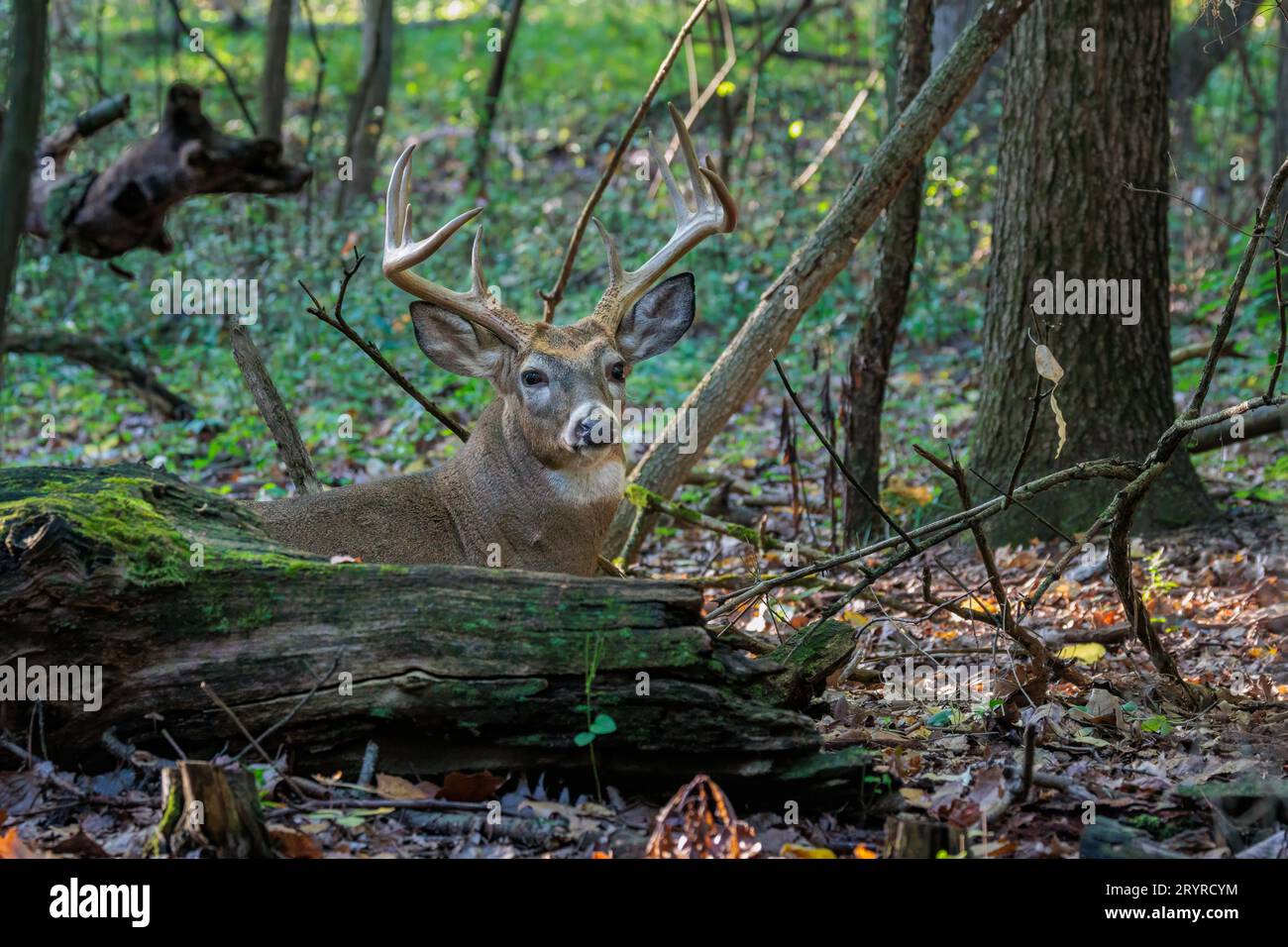 Bedded deer hi-res stock photography and images - Alamy