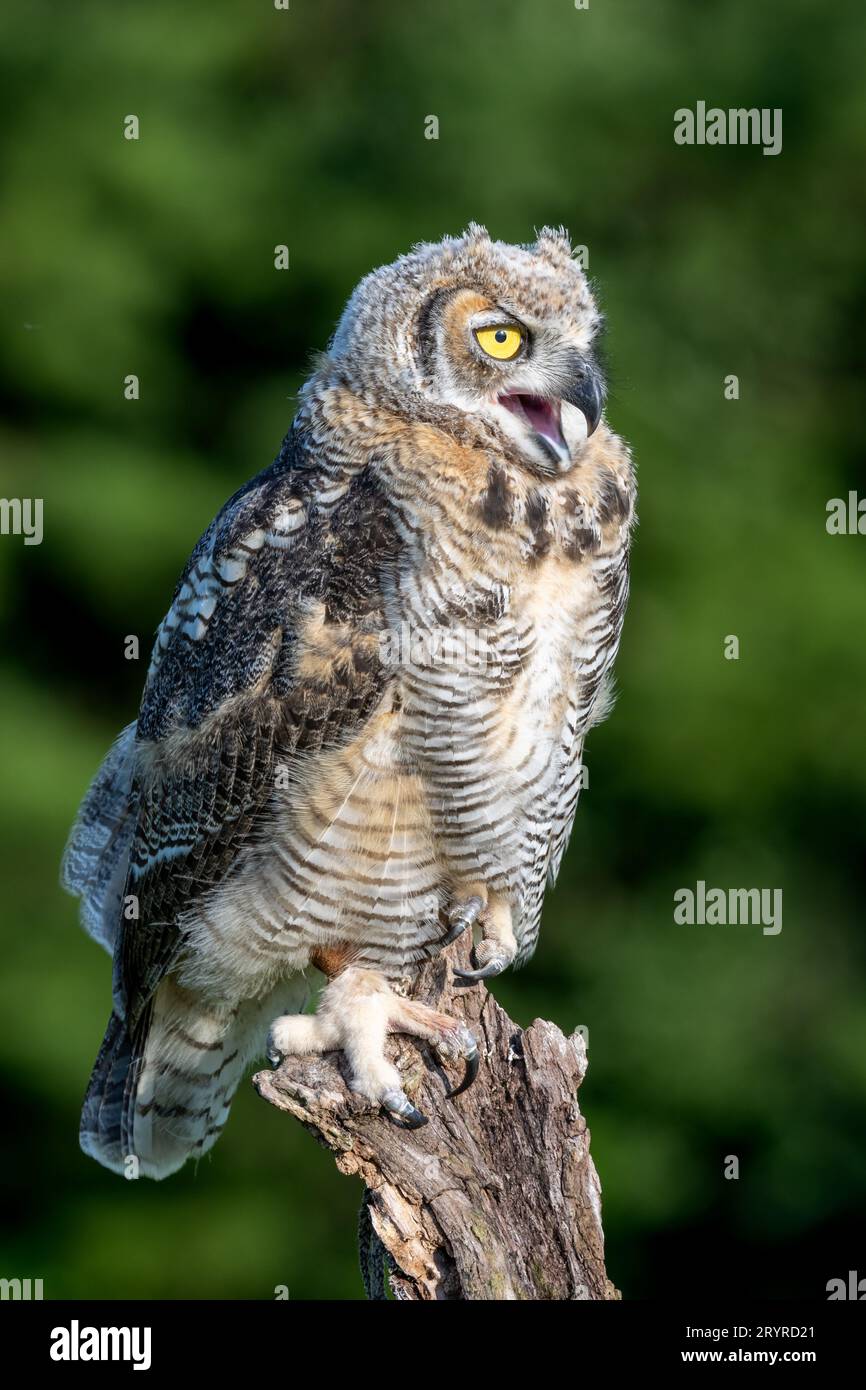 Owl with beak open hi-res stock photography and images - Alamy