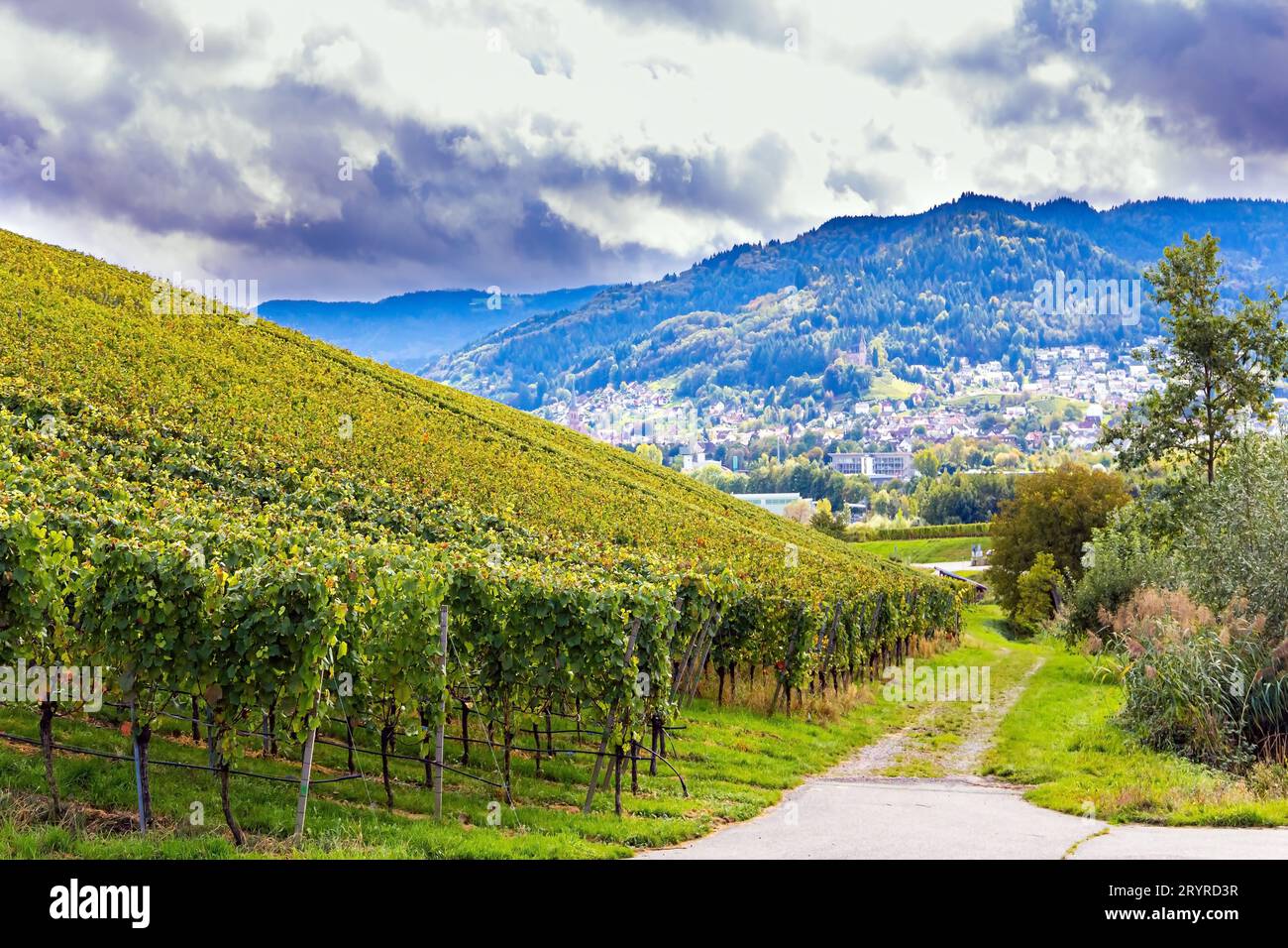Road among vineyard Stock Photo - Alamy
