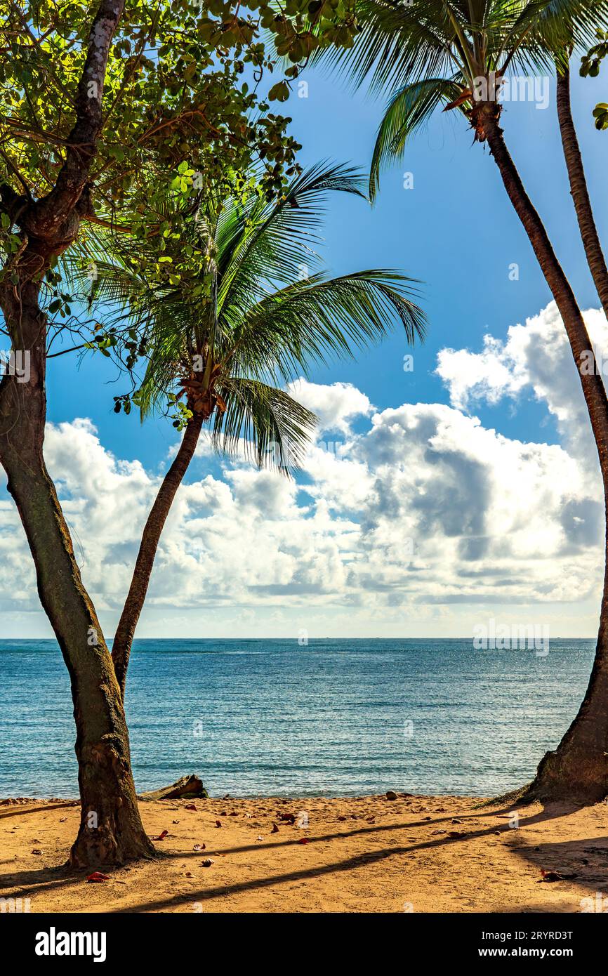 Landscape of the sea of Itacare in Bahia through the trees Stock Photo ...