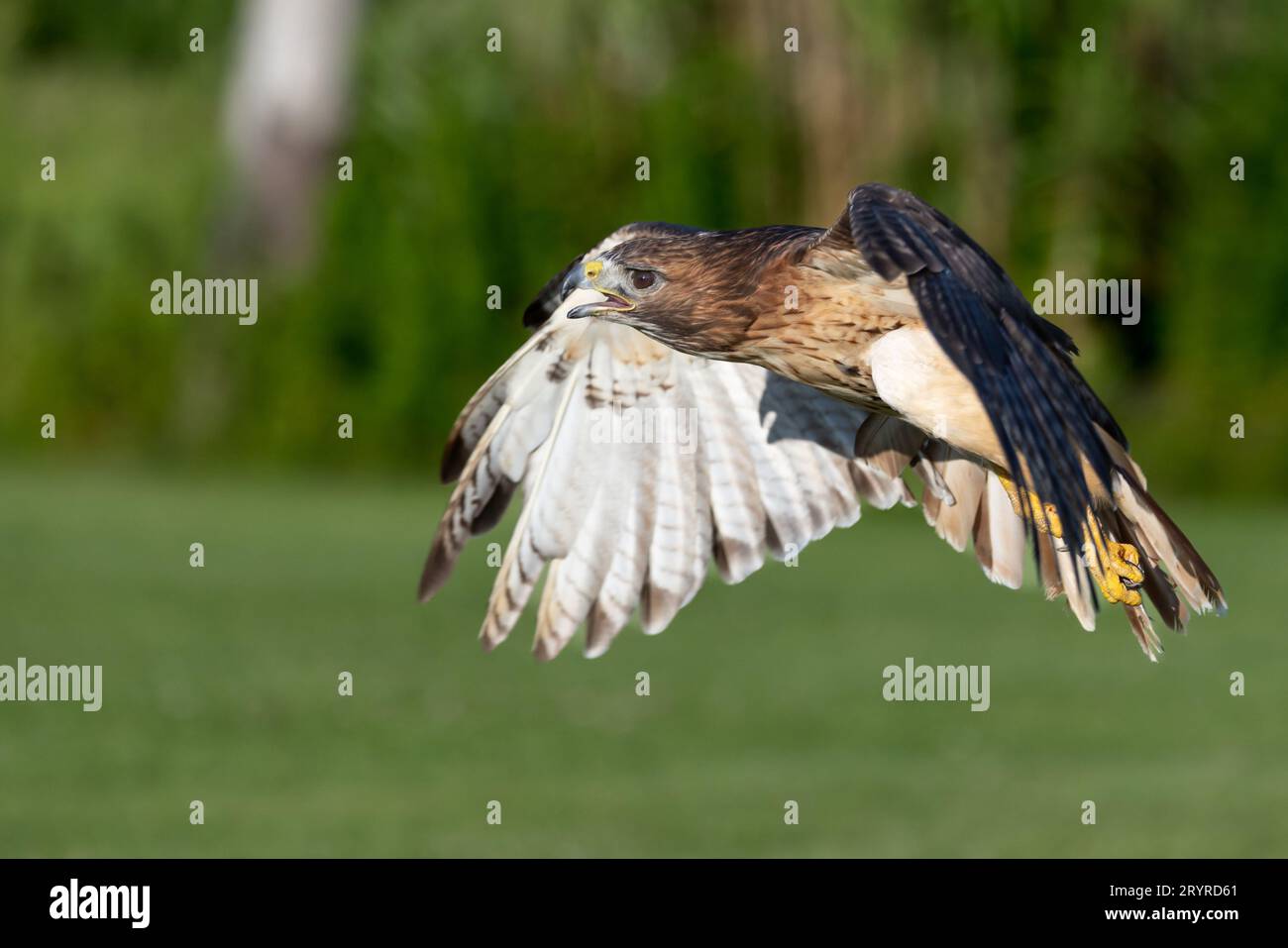 A majestic bird is perched atop a lush, green grass field in the bright ...