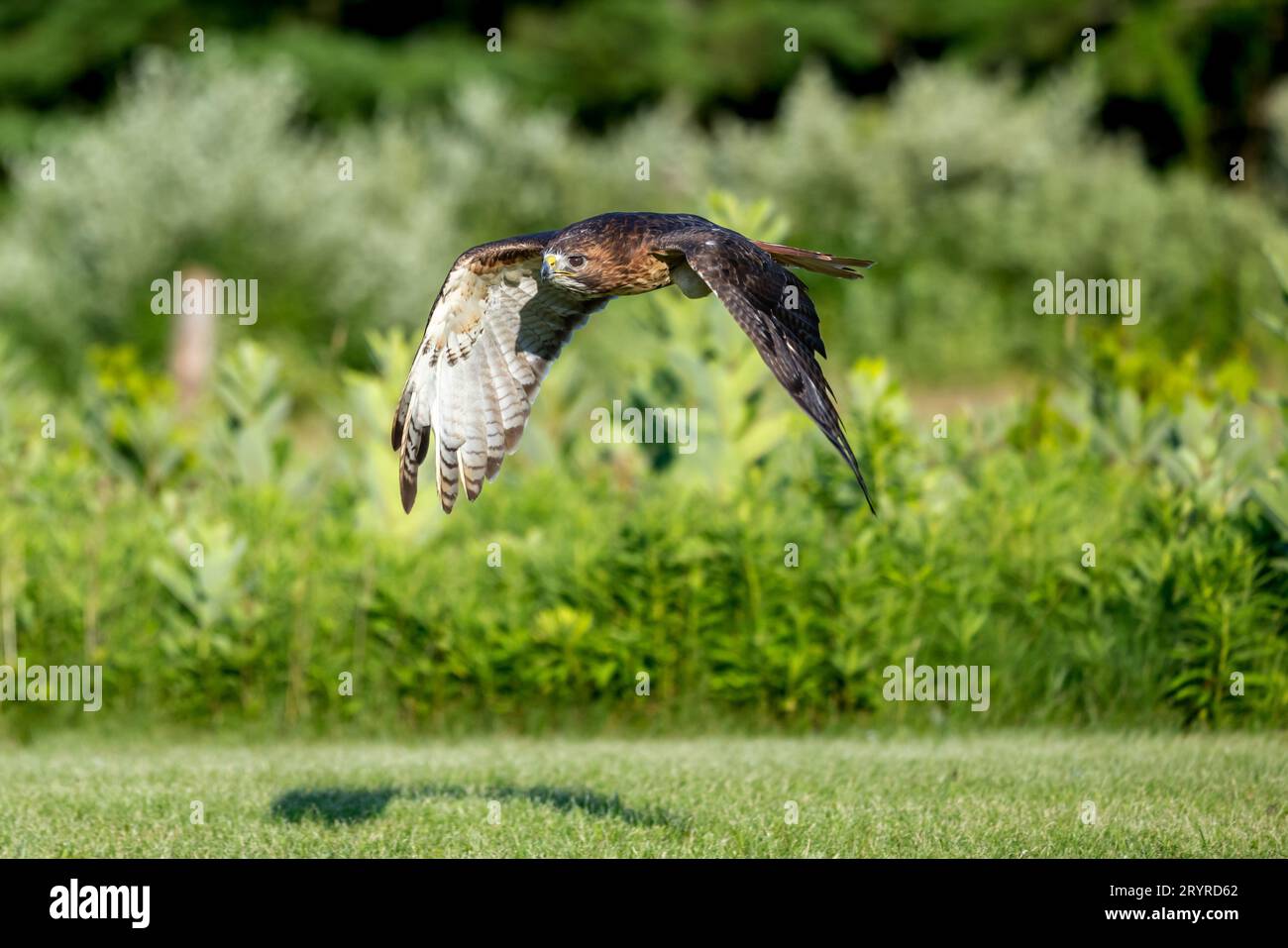 A majestic bird soars through the sky with its wings outspread, soaring ...