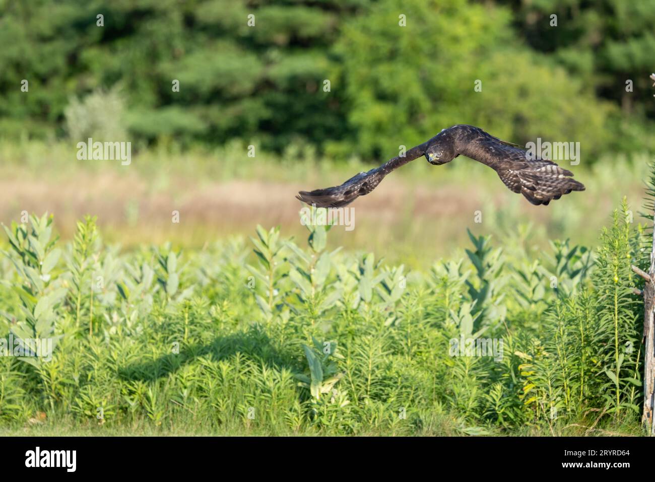 A majestic bird soaring through the air above a vibrant green landscape ...