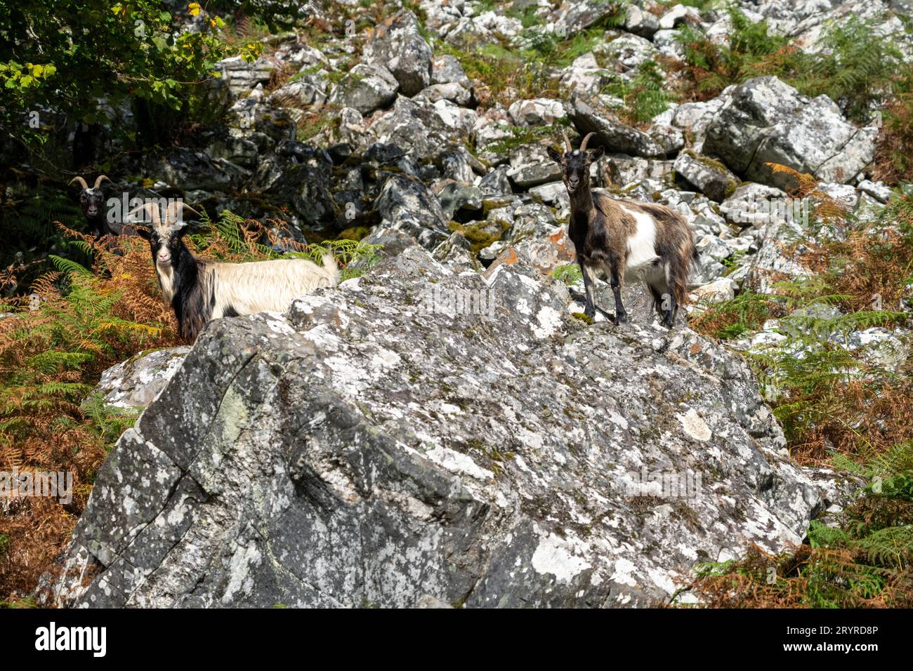 Billy and Nanny Wild Goats (Capra hircus) in typical habitat Stock ...